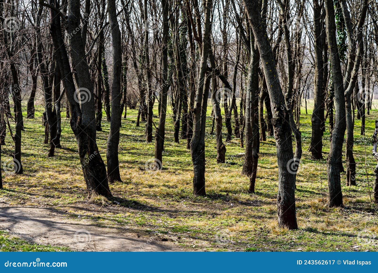 Tree Trunks in a Dense Forest, Way through Rows of Trees Stock Image ...