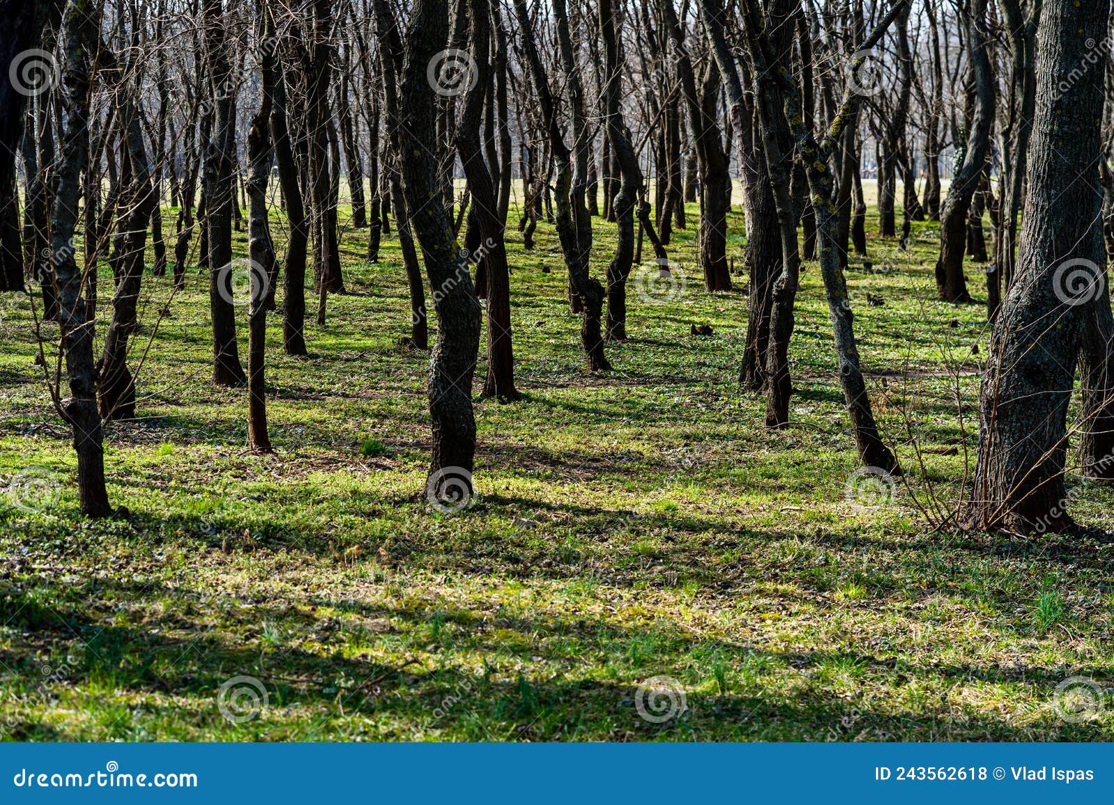 Tree Trunks in a Dense Forest, Way through Rows of Trees Stock Photo ...