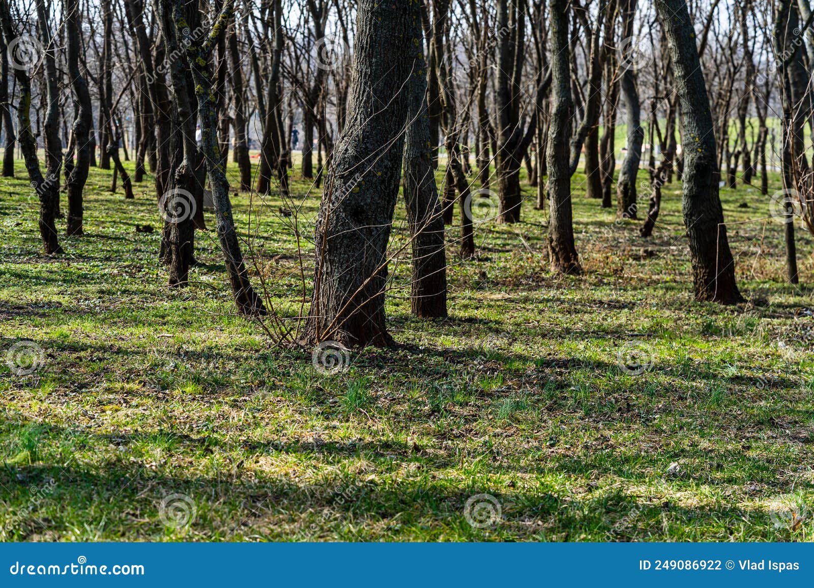 Tree Trunks in a Dense Forest, Way through Rows of Trees Stock Photo ...