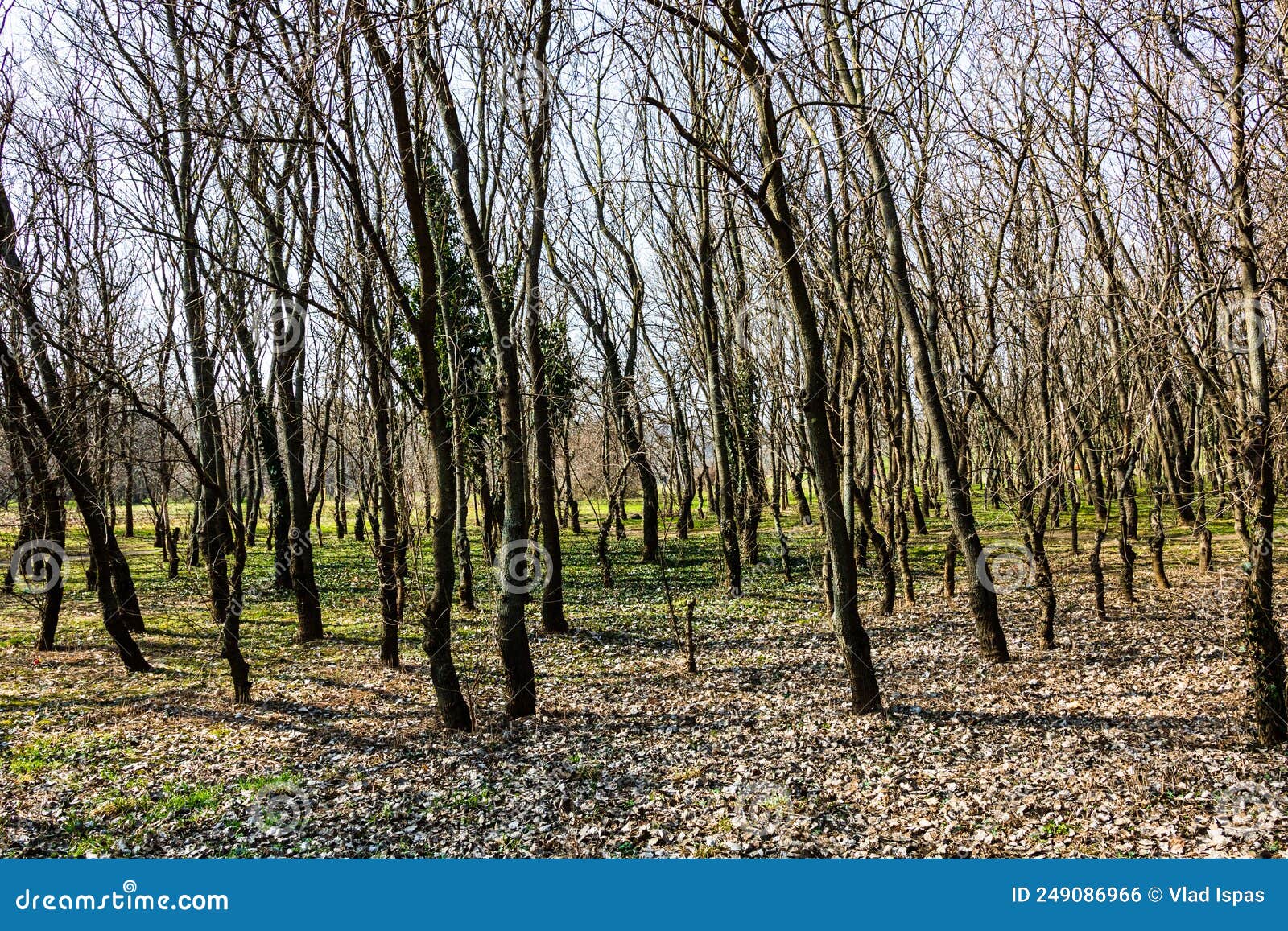 Tree Trunks in a Dense Forest, Way through Rows of Trees Stock Photo ...