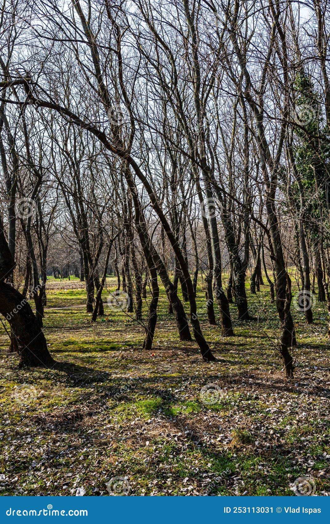 Tree Trunks in a Dense Forest, Way through Rows of Trees Stock Image ...