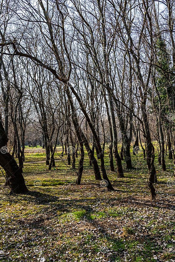 Tree Trunks in a Dense Forest, Way through Rows of Trees Stock Image ...