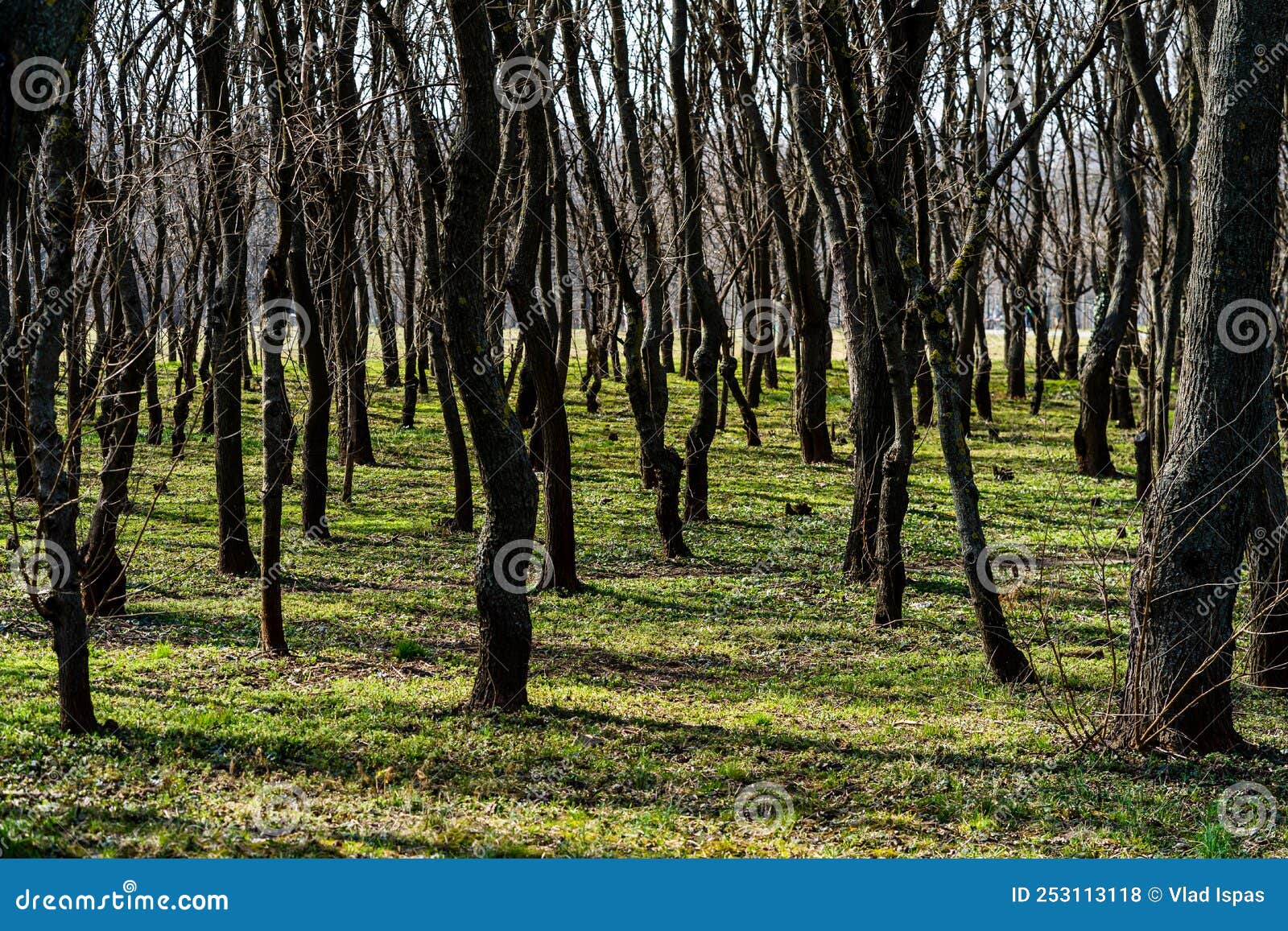 Tree Trunks in a Dense Forest, Way through Rows of Trees Stock Photo ...