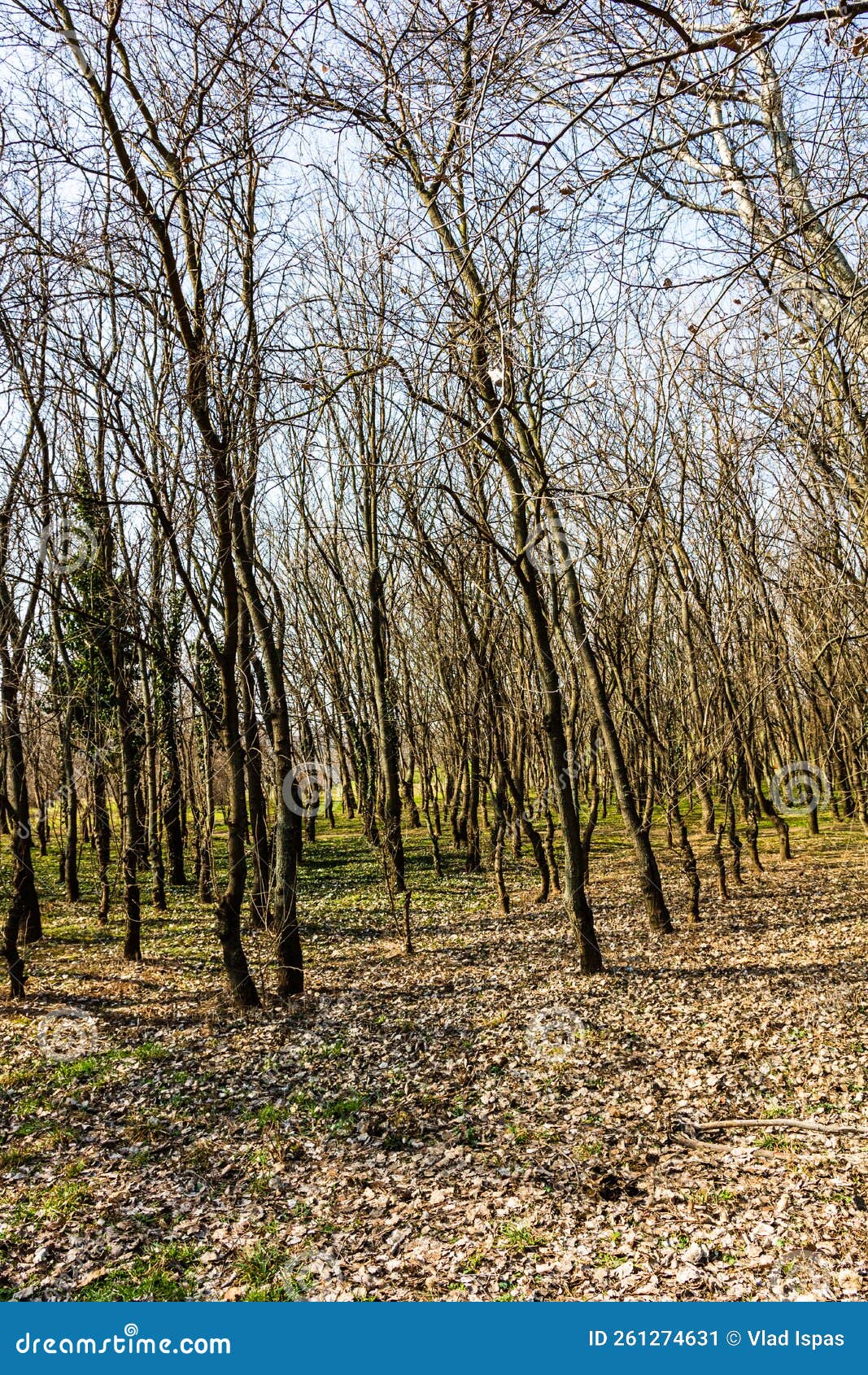 Tree Trunks in a Dense Forest, Way through Rows of Trees Stock Image ...