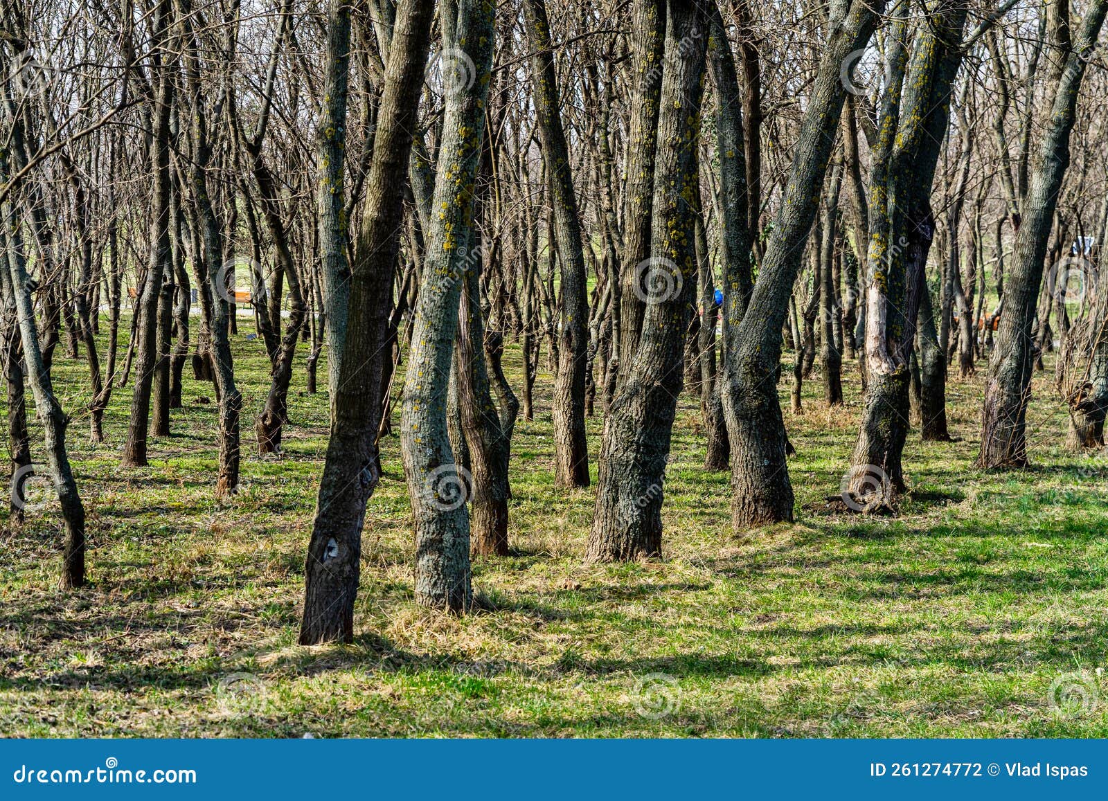 Tree Trunks in a Dense Forest, Way through Rows of Trees Stock Photo ...