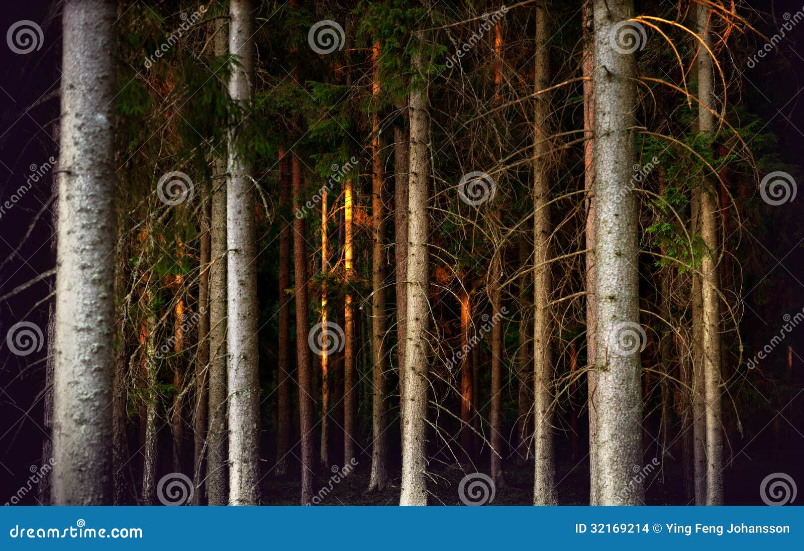 Tree Trunks in Evening Light Stock Photo - Image of light, forest: 32169214