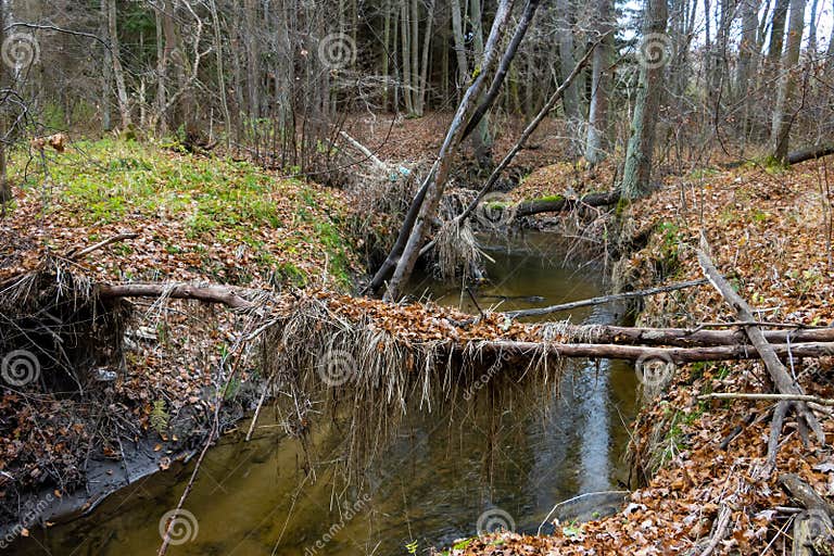 Tree Trunks Fallen Across a Forest Stream in the Autumn Forest Stock ...