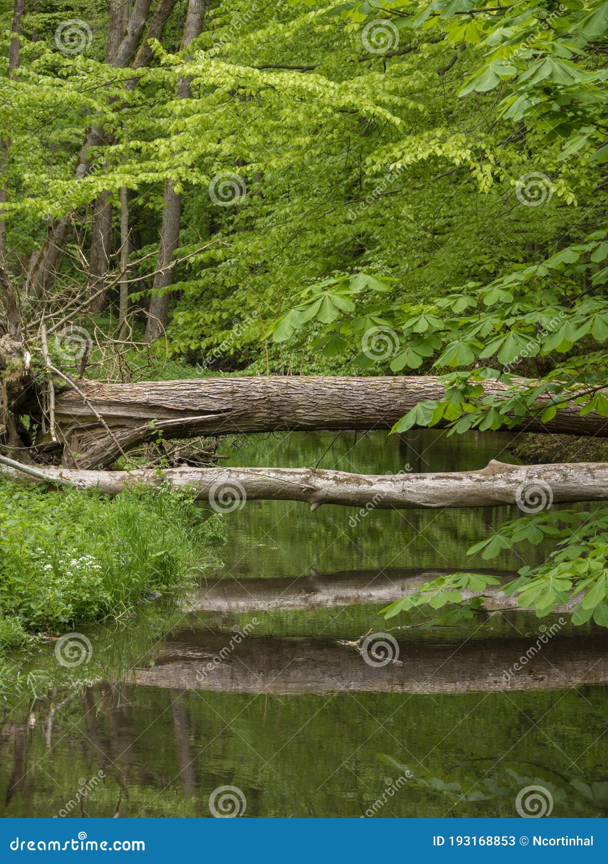 Tree Trunks Fallen Over Water Stream Stock Image - Image of mossy ...