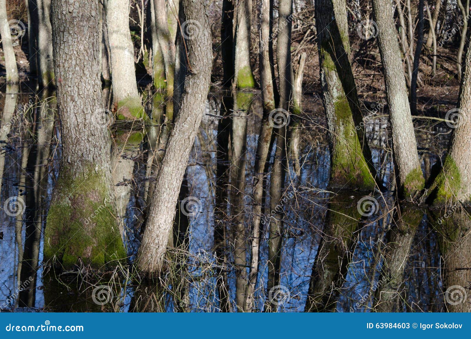 Tree Trunks in Flood Waters Stock Image - Image of forest, grass: 63984603