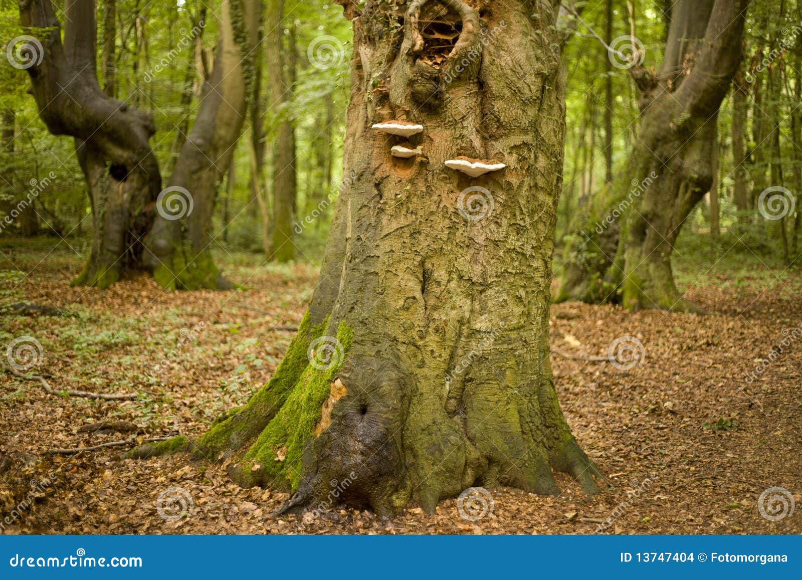 Tree trunks in forest stock photo. Image of germany, growth - 13747404