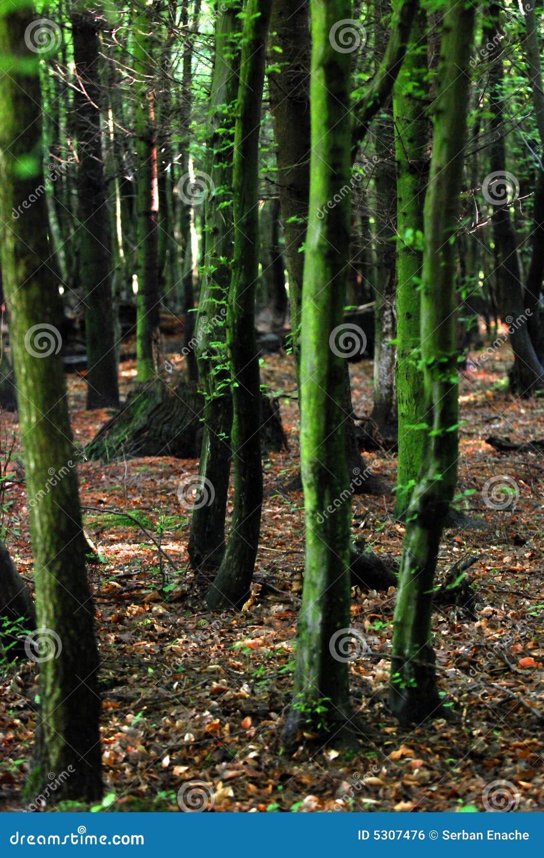 Tree trunks in forest stock photo. Image of countryside - 5307476