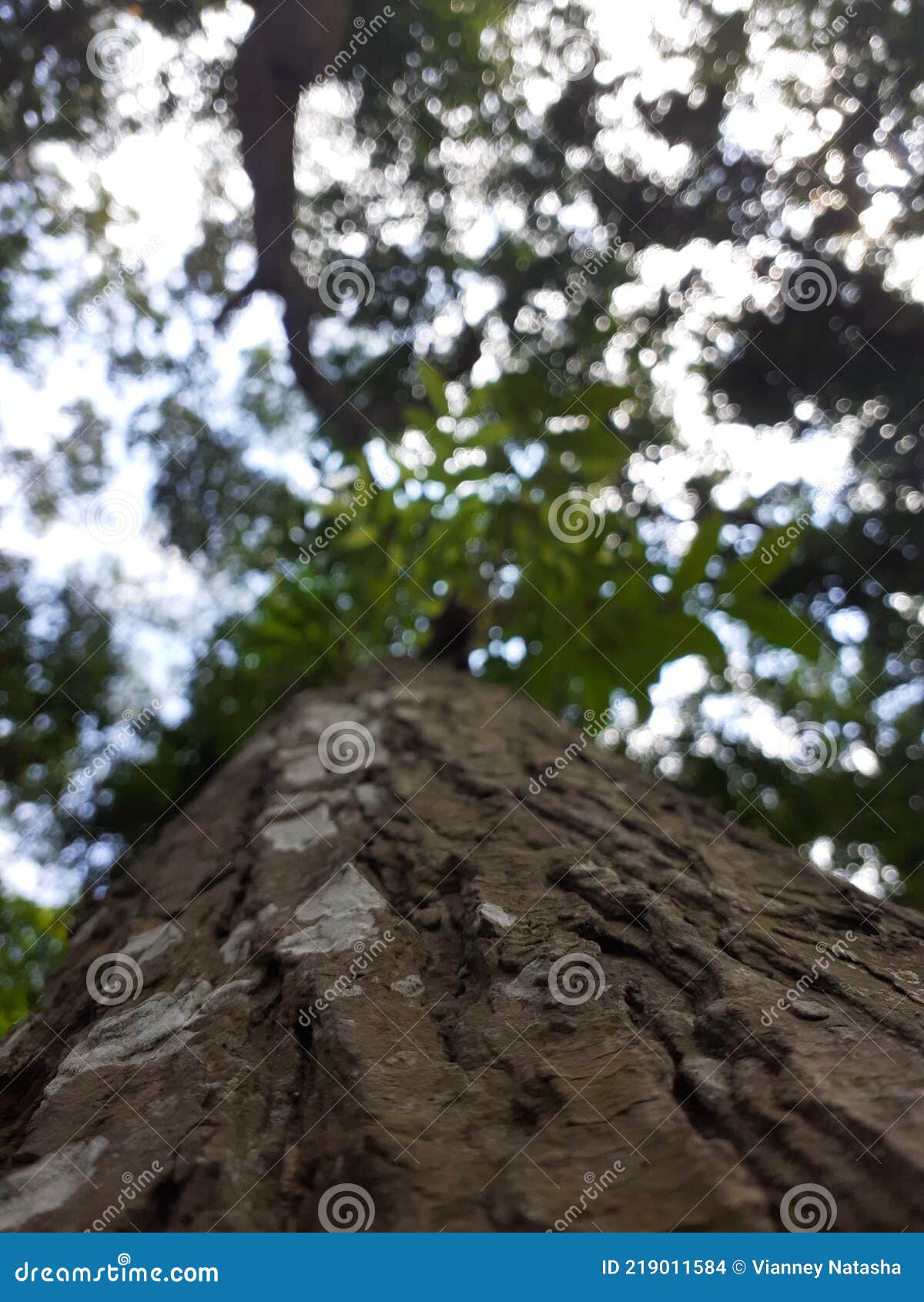 Tree trunks in the forest stock photo. Image of tree - 219011584