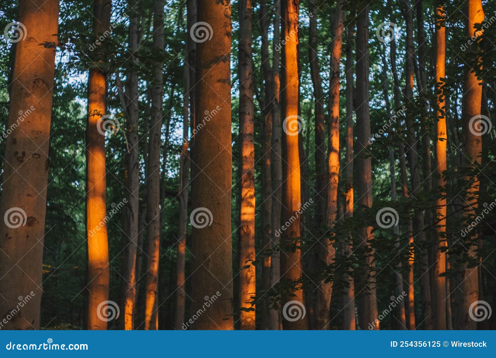 Tree Trunks in a Forest Covered by Sunlight Stock Image - Image of park ...