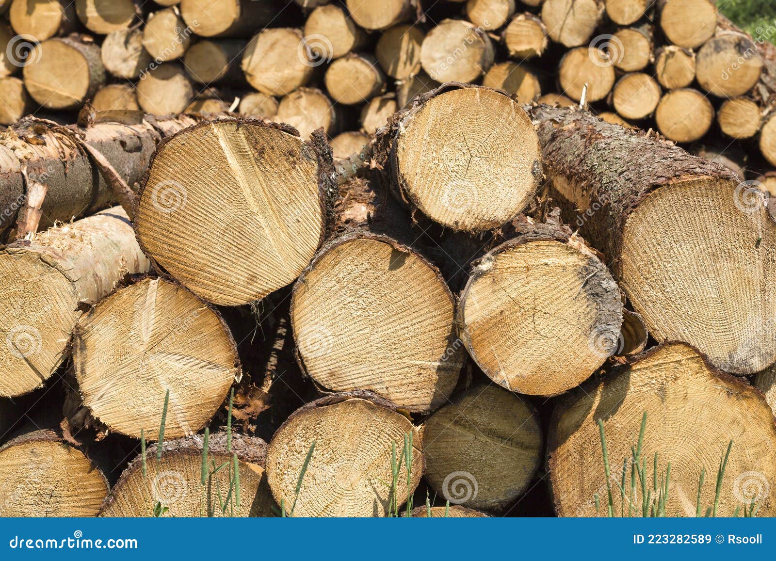 Tree trunks in the forest stock image. Image of plank - 223282589