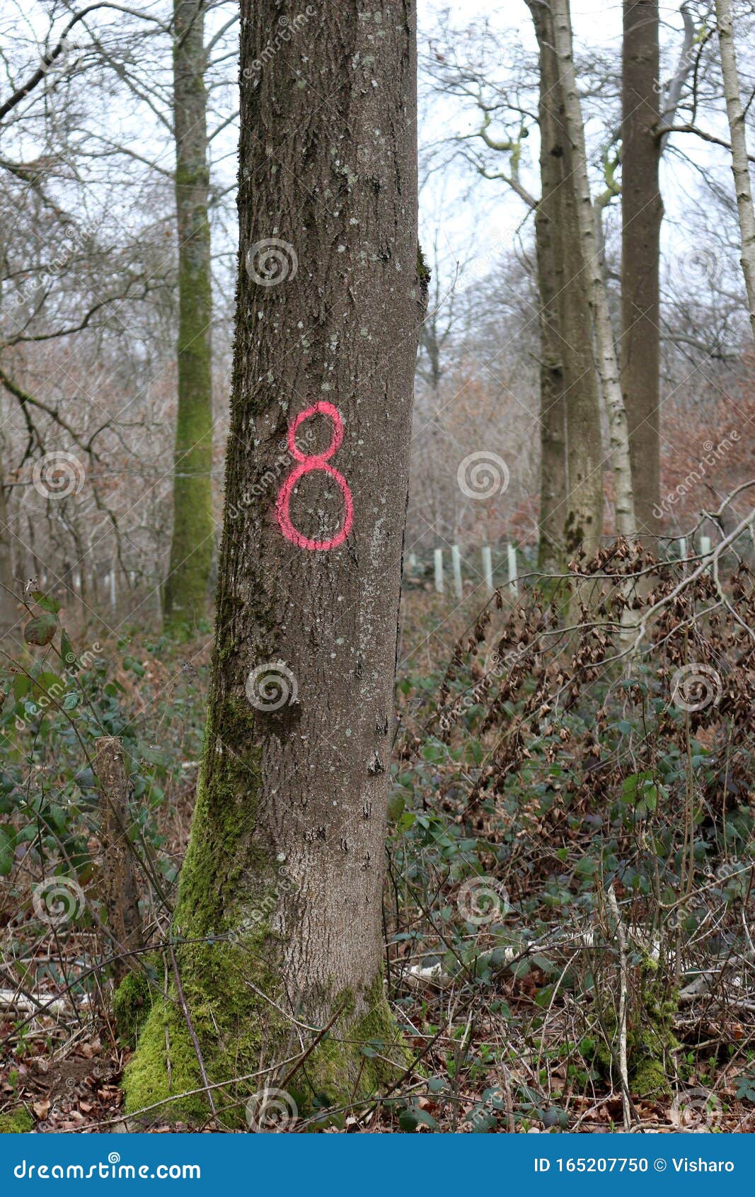 Numbered tree stock photo. Image of forestry, park, deforestation ...