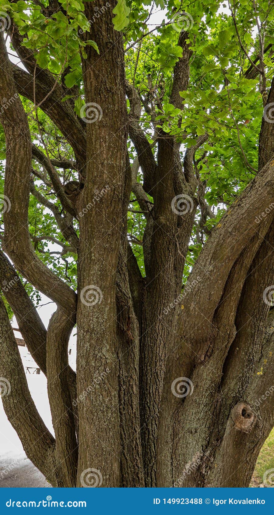 Tree Trunks in the Forest in Summer Stock Photo - Image of forest ...