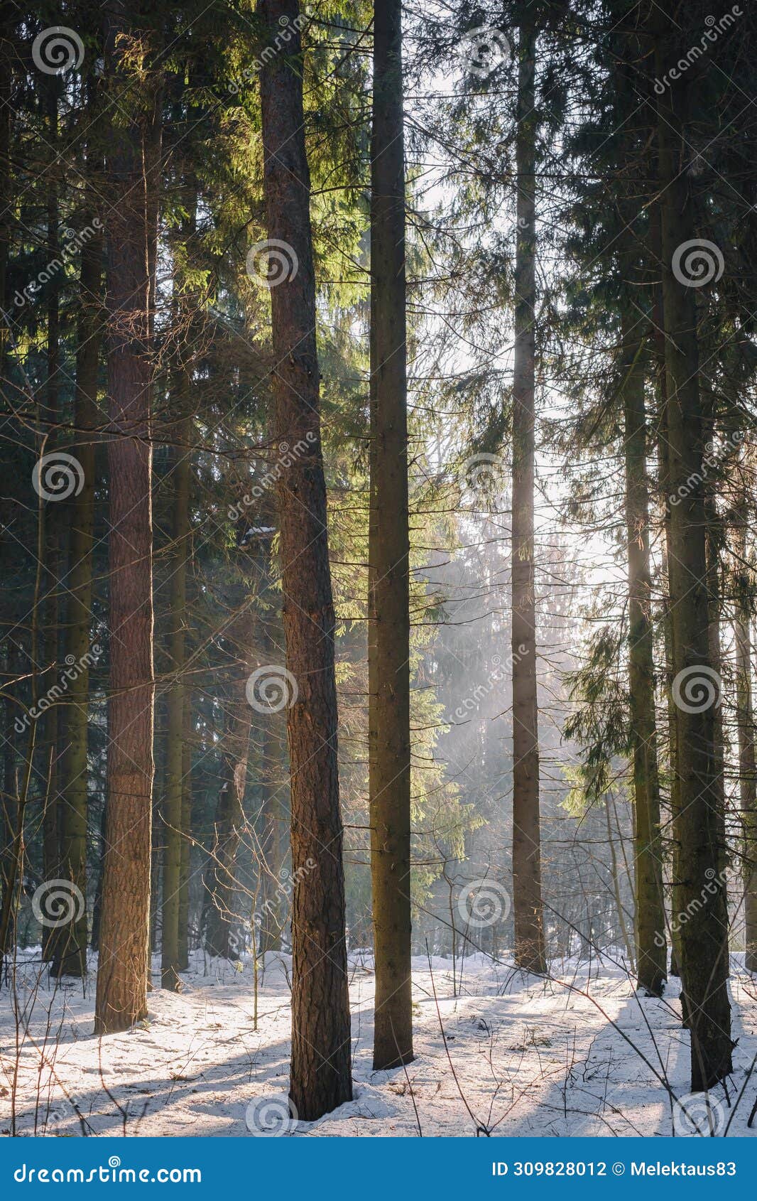 Tree Trunks in the Forest and the Sun at the End of Winter Stock Photo ...