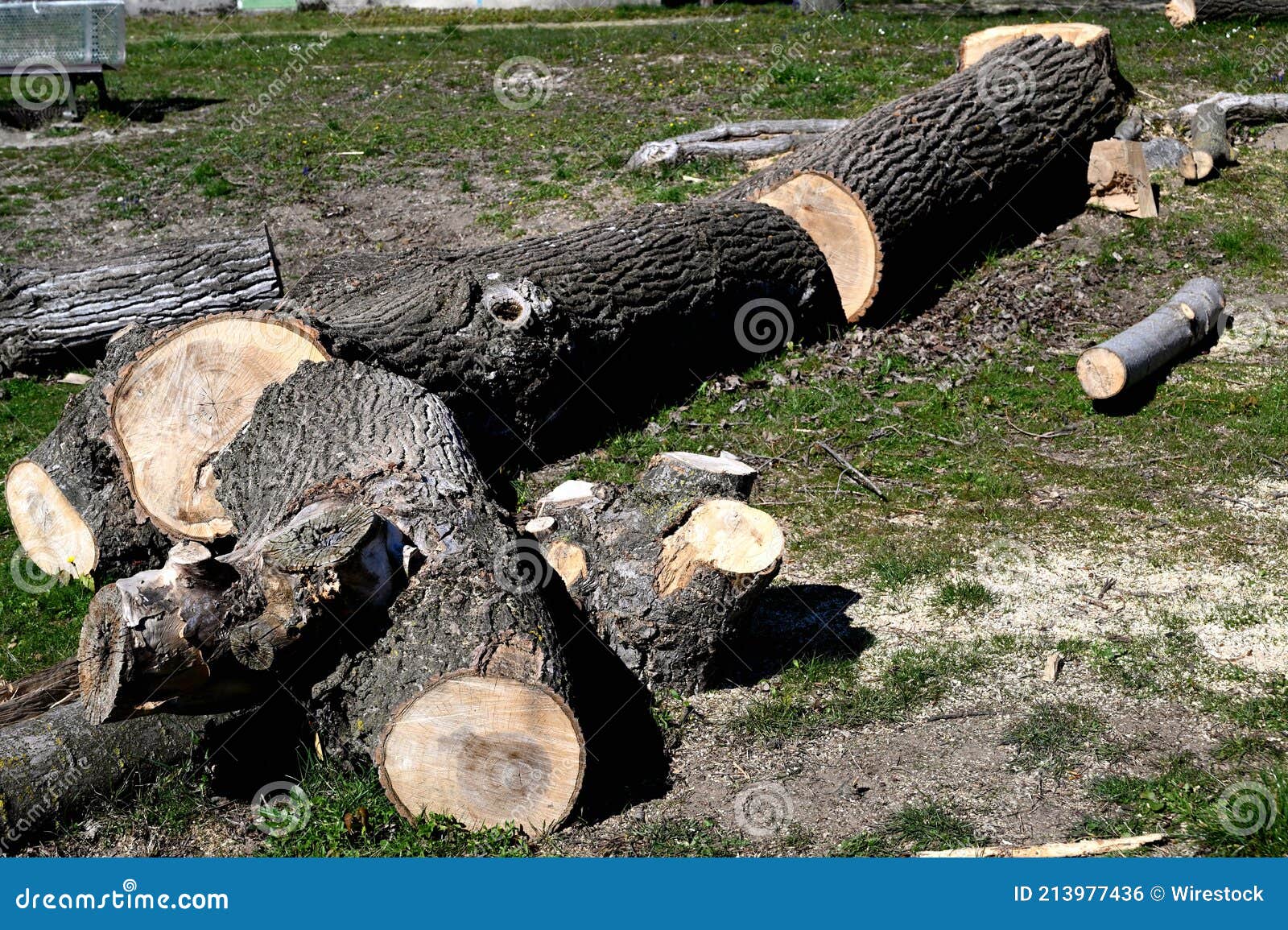 Tree Trunks in the Forest after Trees Have Been Sawn Down Stock Photo ...