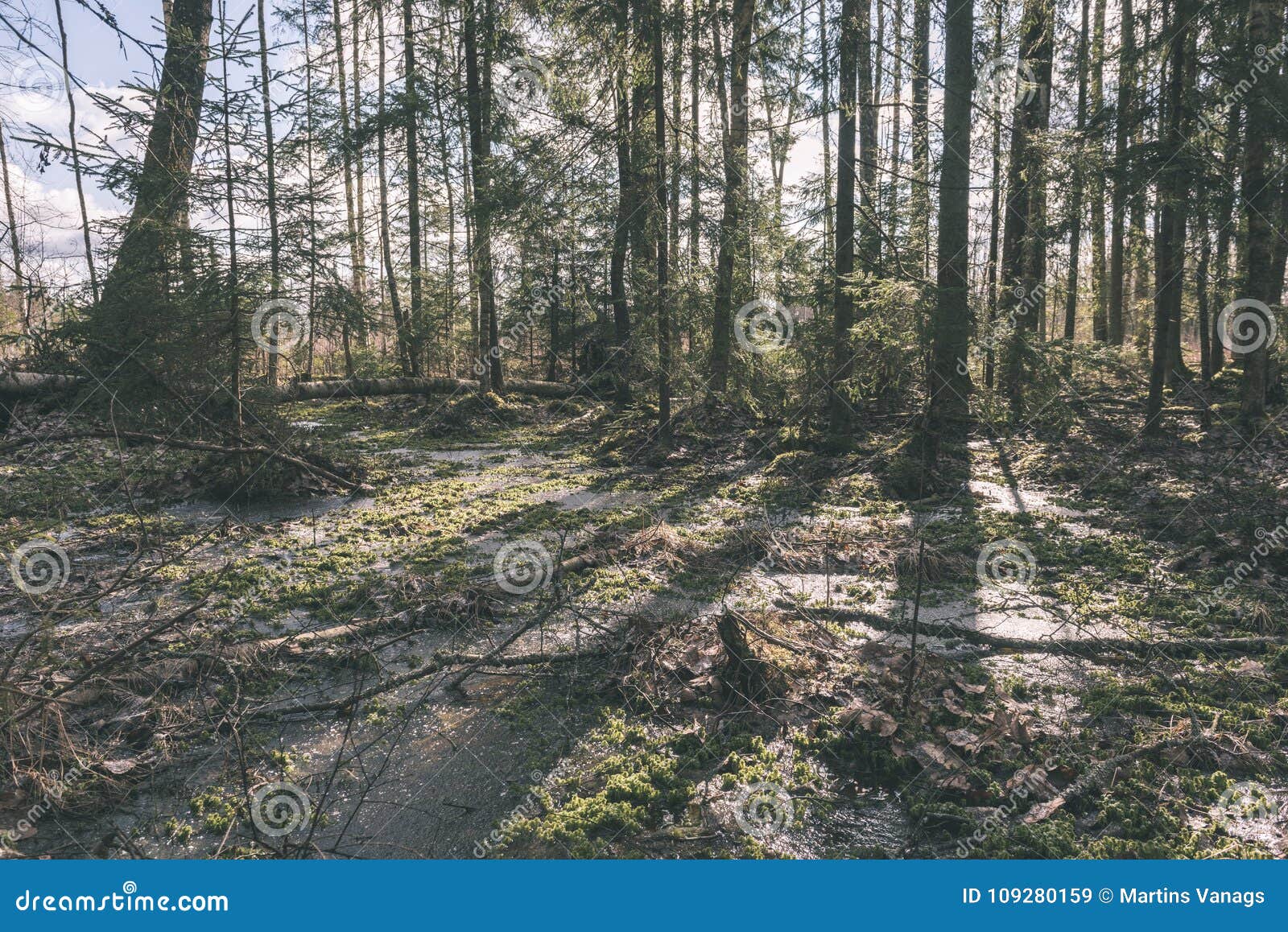 Tree Trunks in Forest - Vintage Retro Look Stock Image - Image of water ...