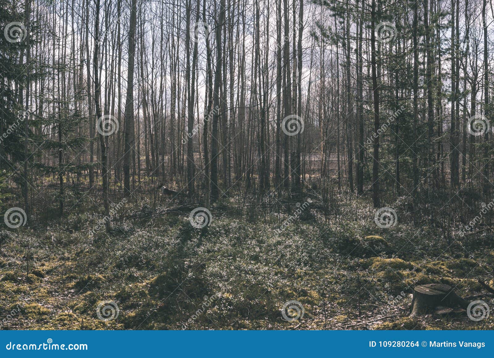 Tree Trunks in Forest - Vintage Retro Look Stock Photo - Image of ...
