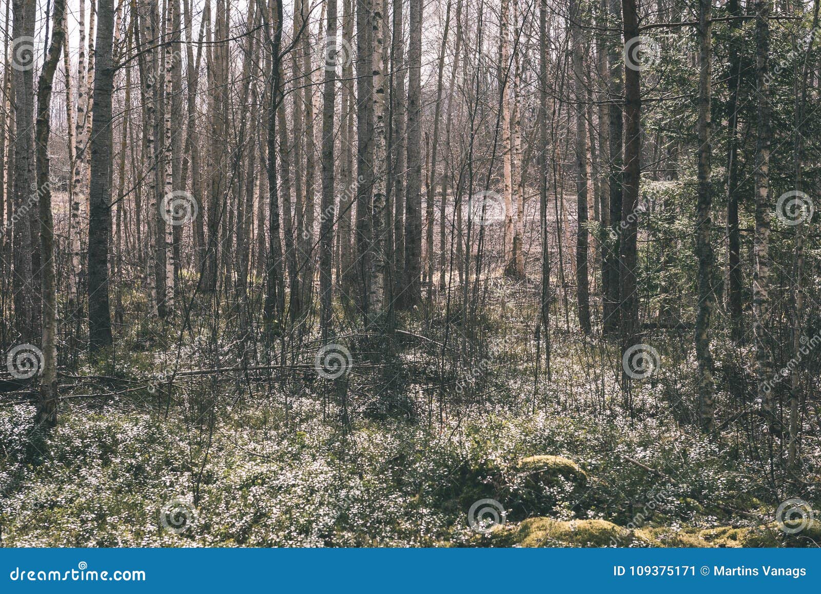 Tree Trunks in Forest - Vintage Retro Look Stock Image - Image of fresh ...