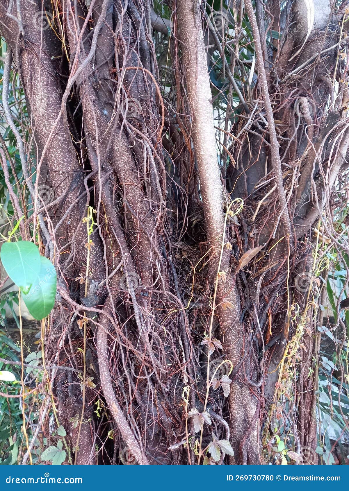 Tree Trunks Full of Vines in the Garden Stock Photo - Image of tree ...