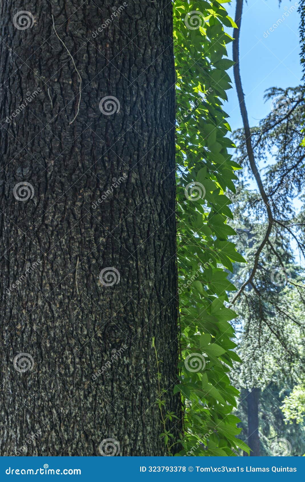 Tree Trunks are a Fundamental Part of Their Structure, Providing ...