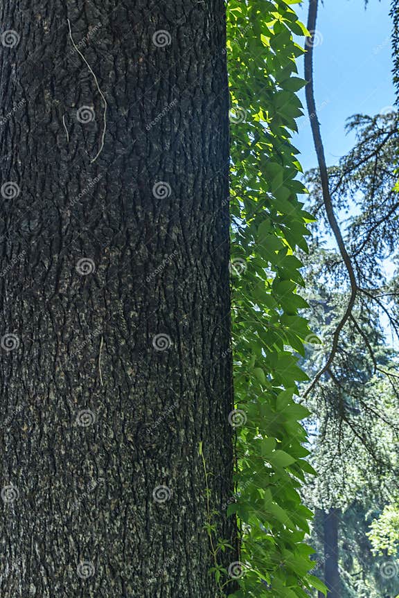 Tree Trunks are a Fundamental Part of Their Structure, Providing ...