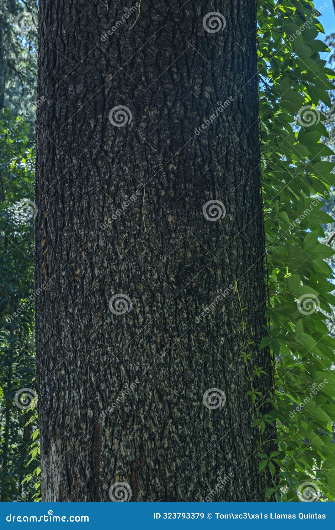 Tree Trunks are a Fundamental Part of Their Structure, Providing ...