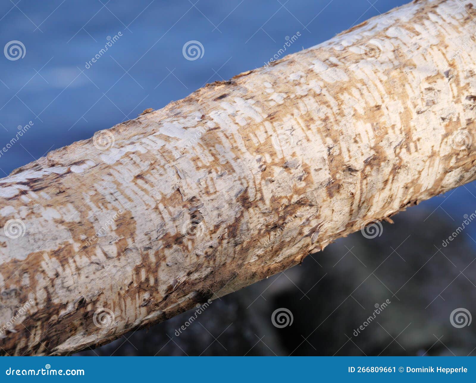 Tree Trunks Gnawed by Beaver with Teeth Marks Stock Image - Image of ...