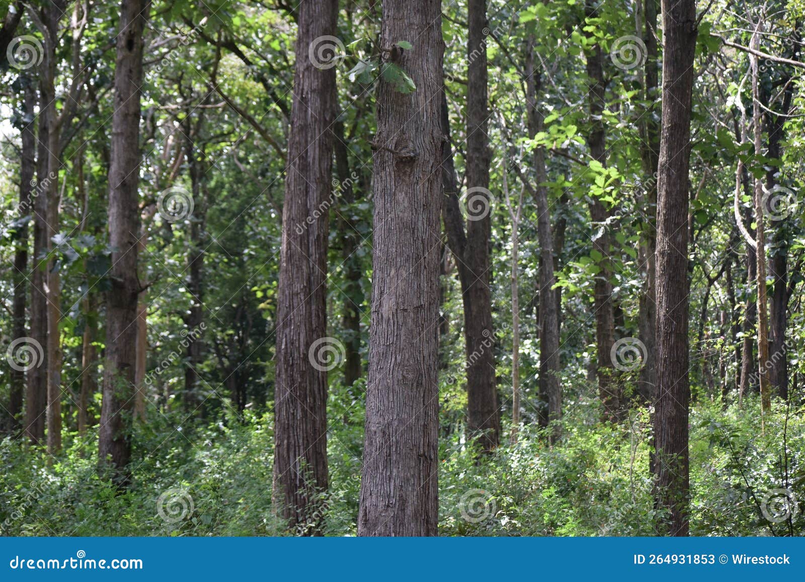 Tree Trunks in the Green Forest. Stock Image - Image of landscape ...