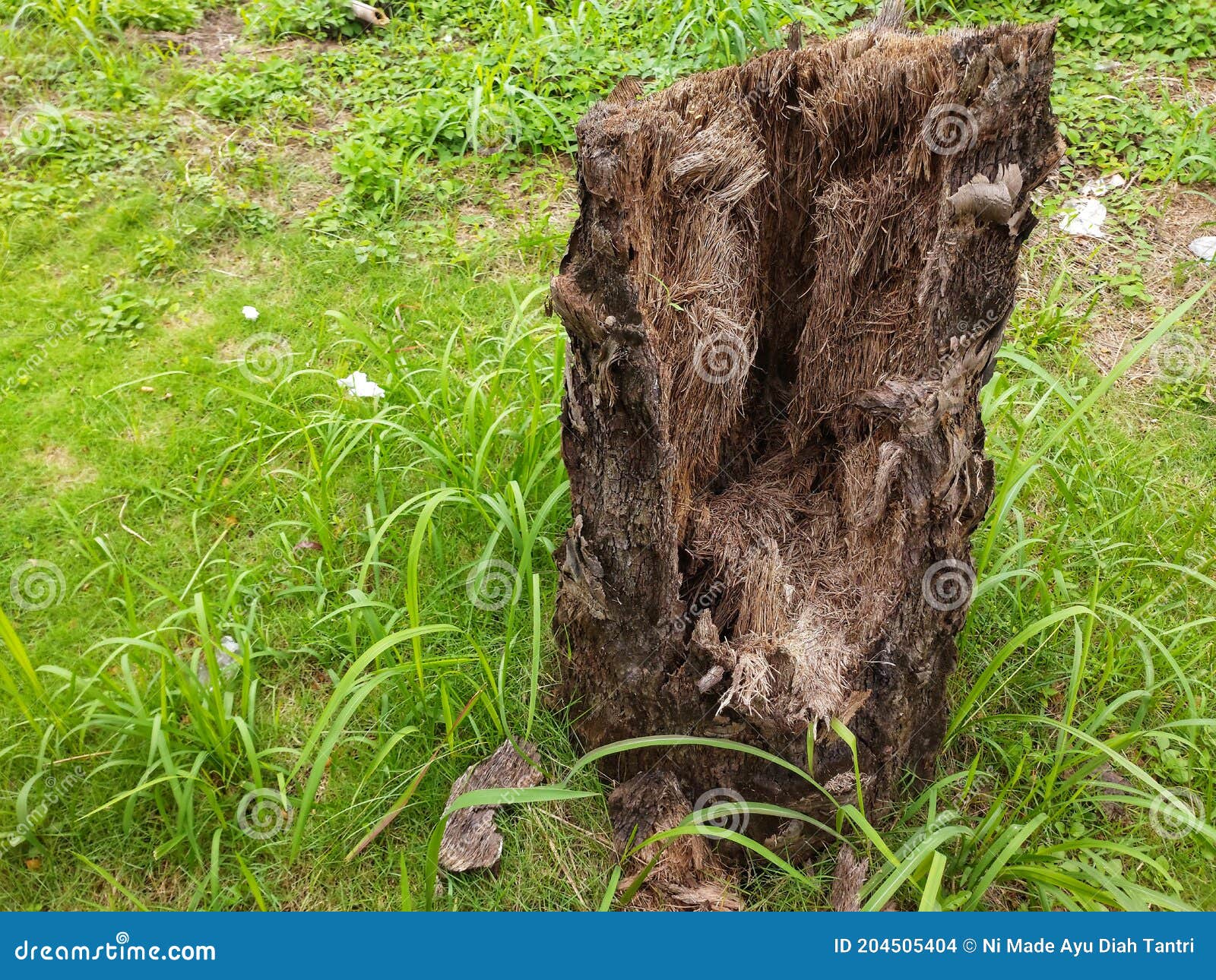 Tree Trunks among Green Grass Stock Photo - Image of lawn, plant: 204505404