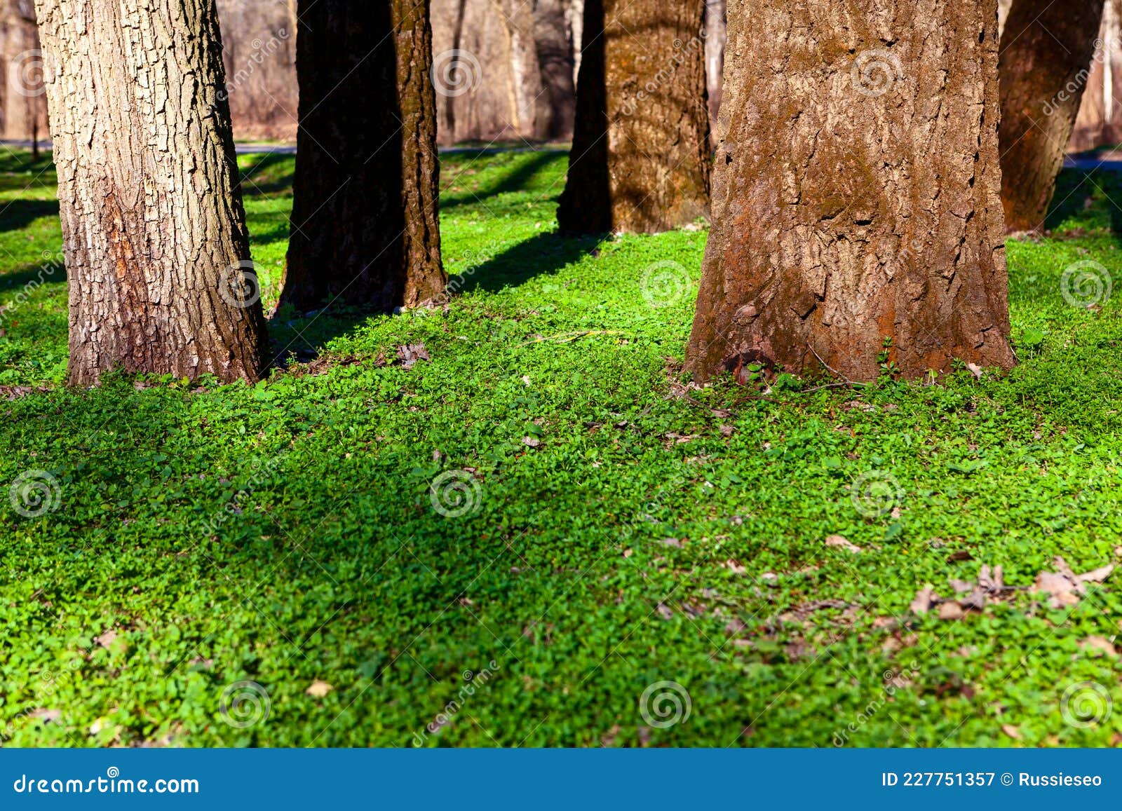 Tree Trunks with Green Grass Stock Image - Image of ground, freshness ...