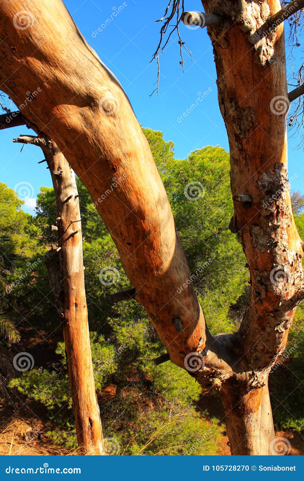 Tree Trunks and Green Vegetation in the Forest Stock Photo - Image of ...