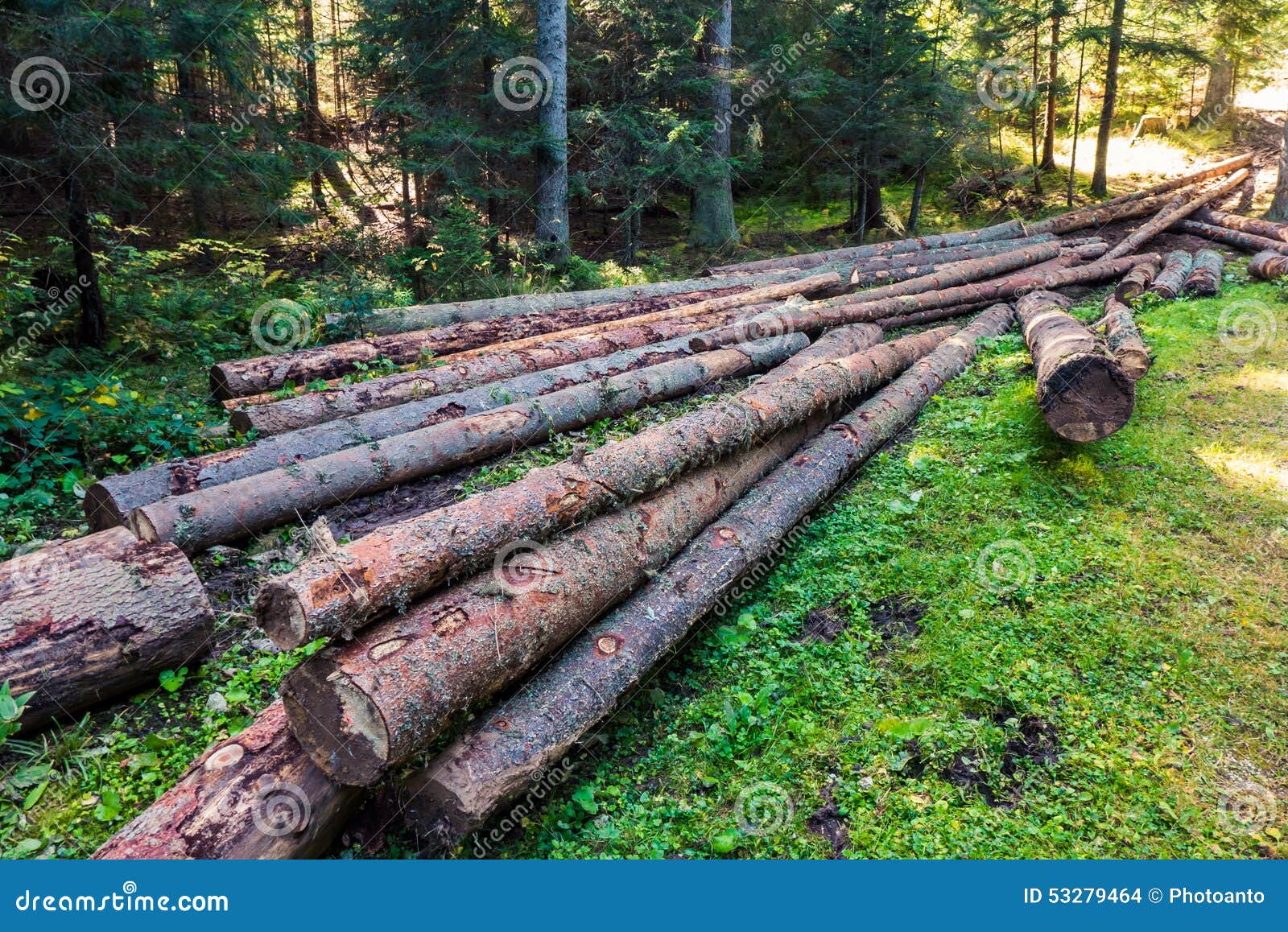 Tree trunks stock photo. Image of countryside, nature - 53279464