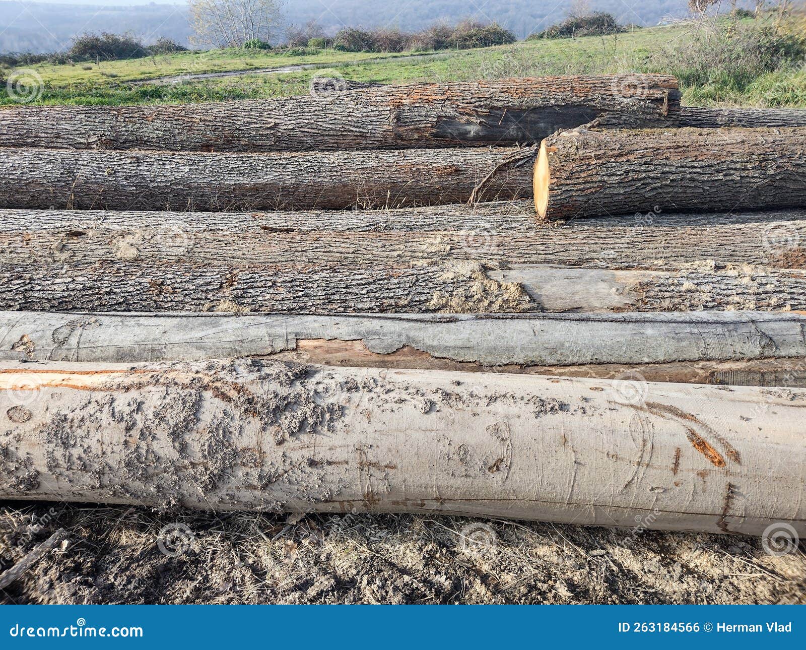 Tree Trunks on the Ground. Wood Industry Stock Photo - Image of wooden ...
