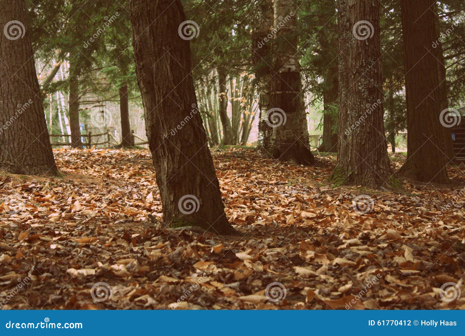 Tree trunks stock photo. Image of forest, trunks, hill - 61770412
