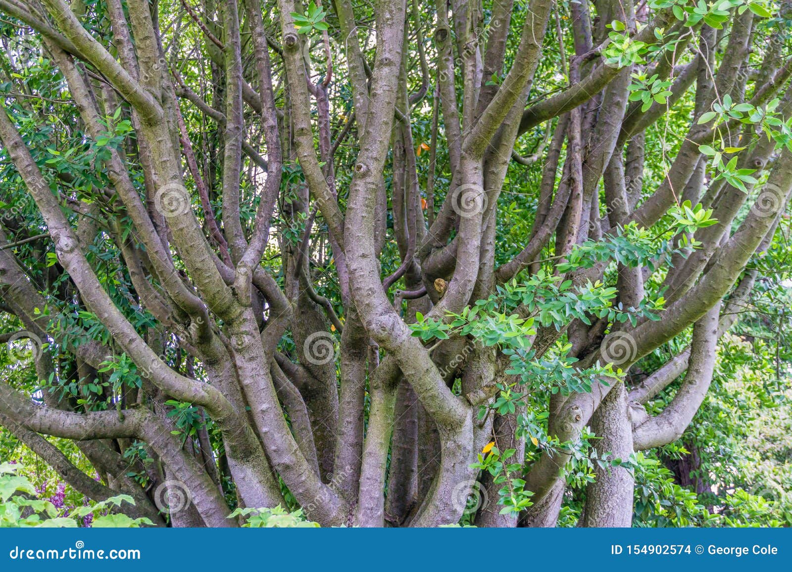 Tree Trunks Abstract stock photo. Image of flora, background - 154902574