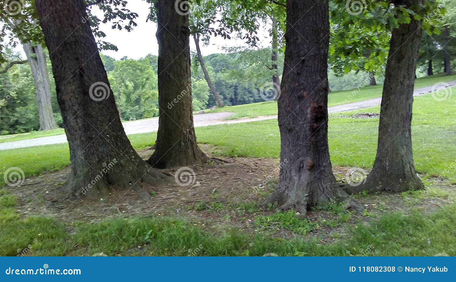 Tree trunks stock photo. Image of trunks, tree, park - 118082308