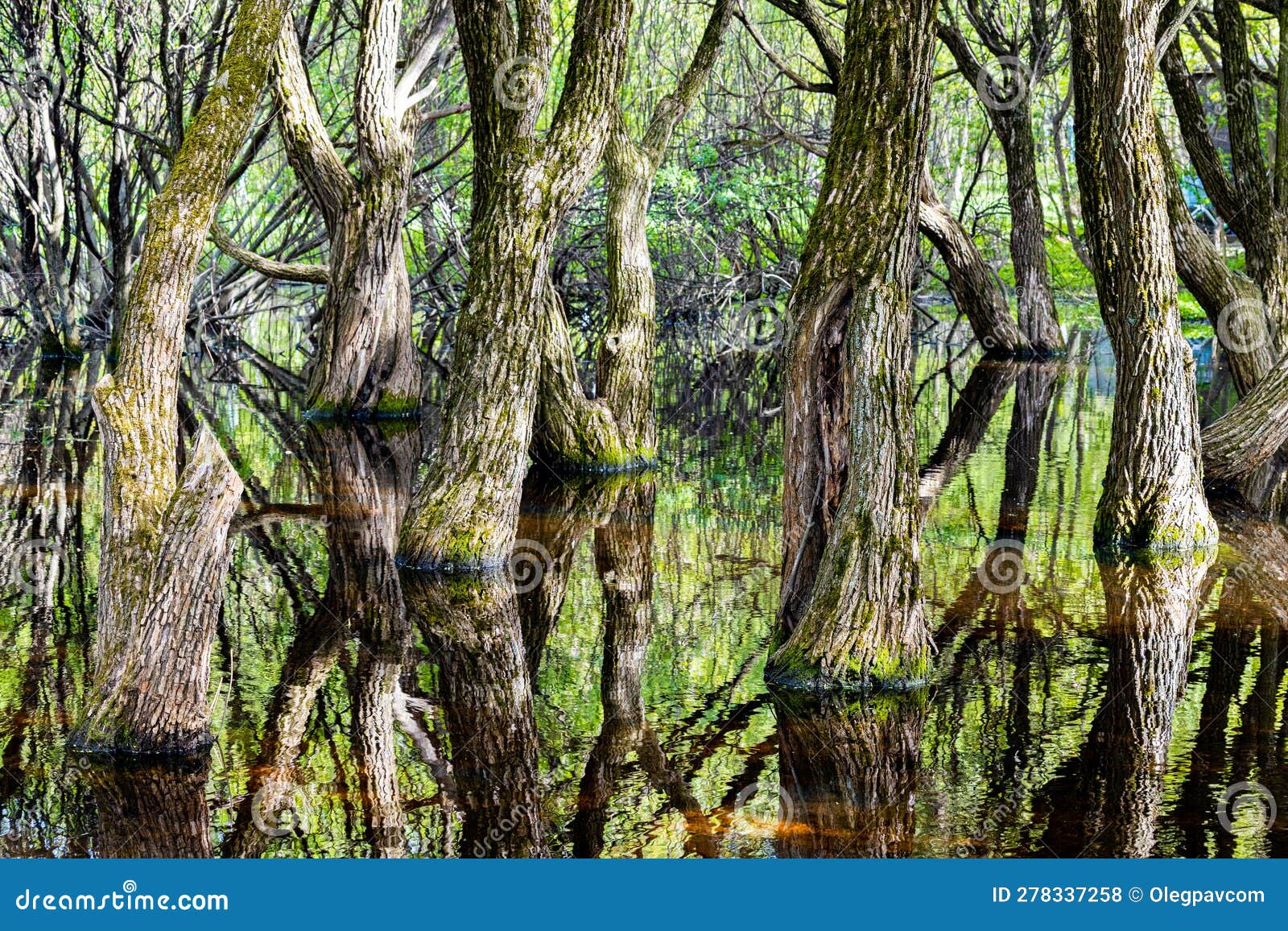 Tree Trunks Growing in the Water in the Forest Stock Photo - Image of ...