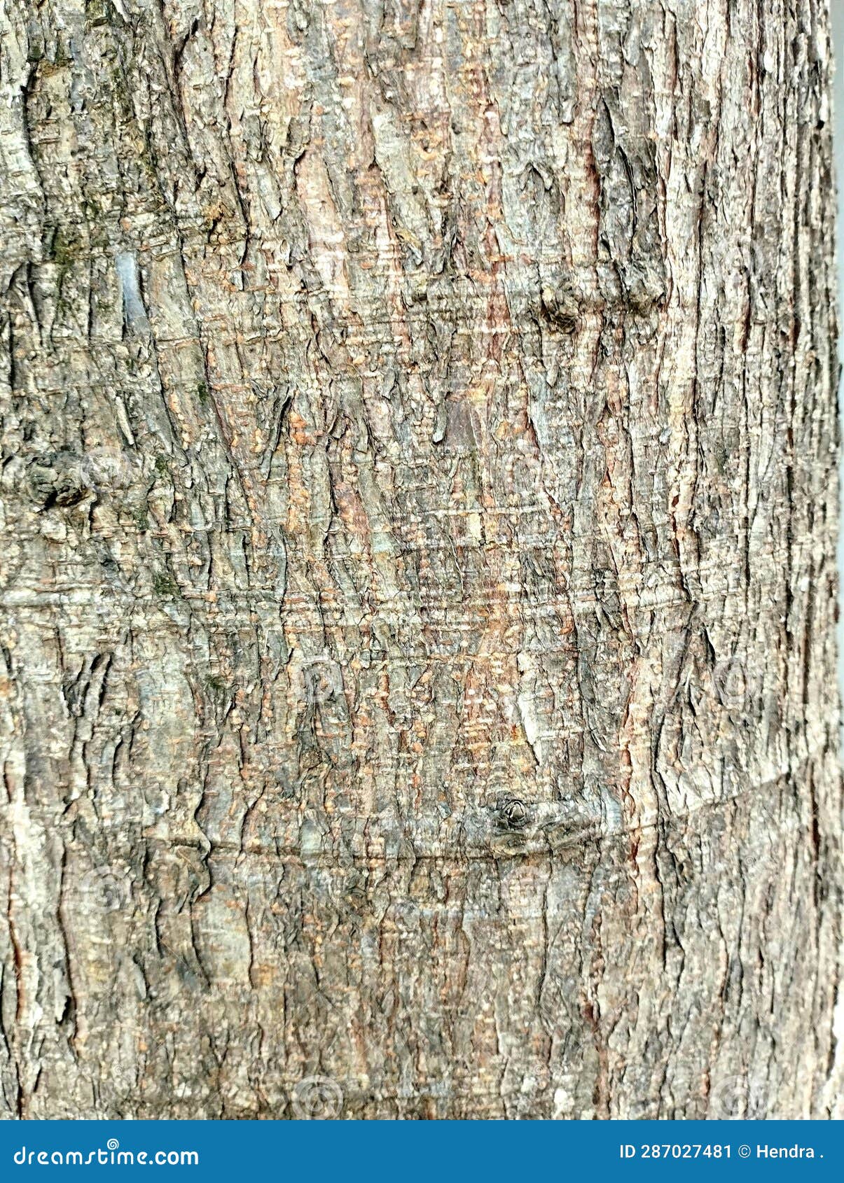 Tree Trunks that Have Fiber Stock Image - Image of macro, brown: 287027481