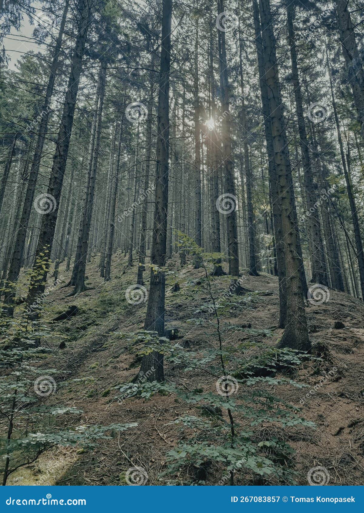 Tree Trunks on a Hill with the Sun Shining through. Stock Image - Image ...