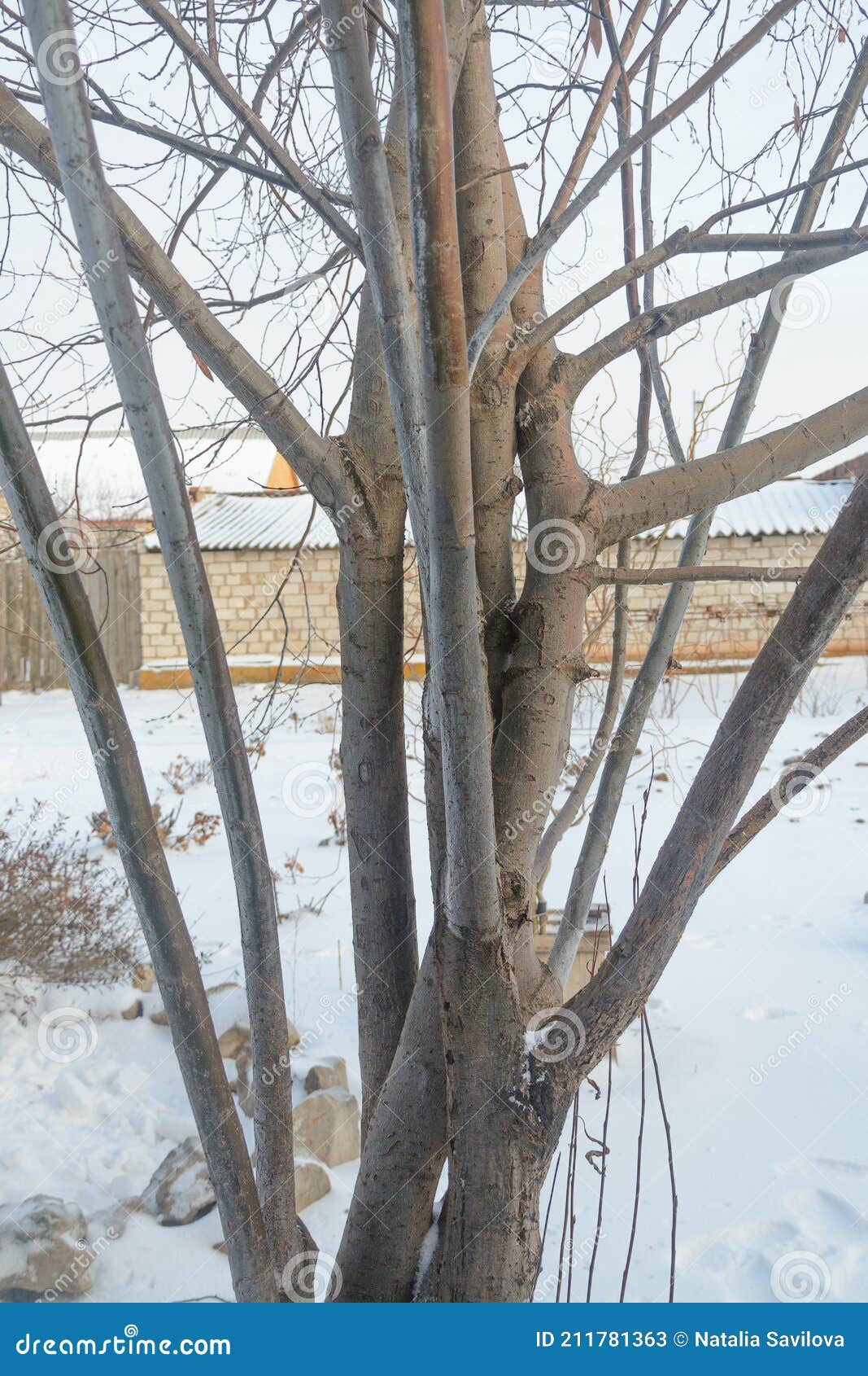 Tree Trunks Intertwined with Each Other in Winter. Close-up, Selective ...