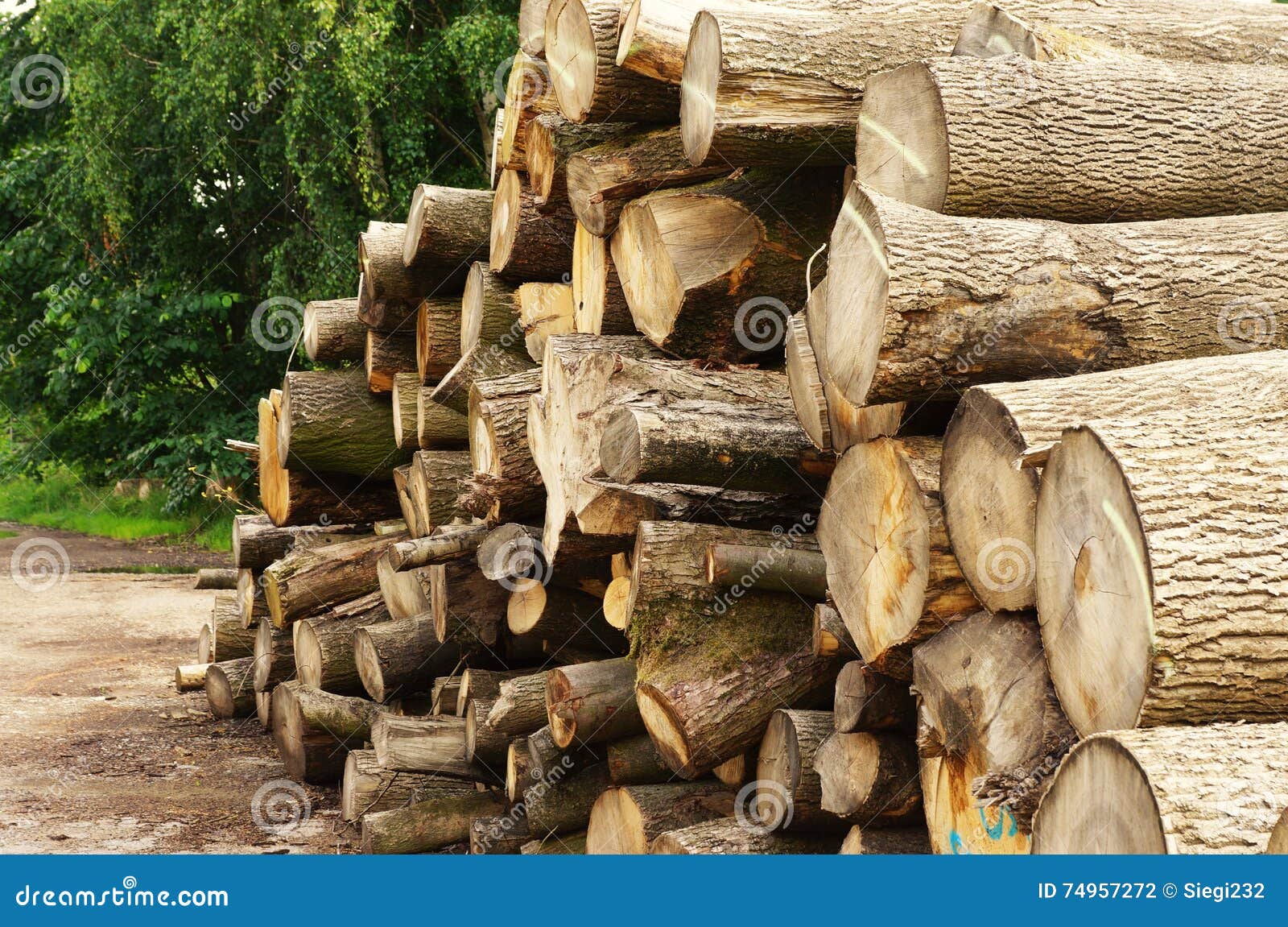 Tree Trunks stock photo. Image of care, deciduous, birch - 74957272
