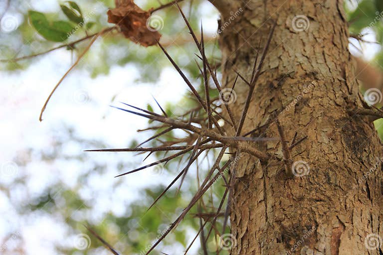 Tree Trunks, Large Spiky Branches with Green Bokeh Background Stock ...