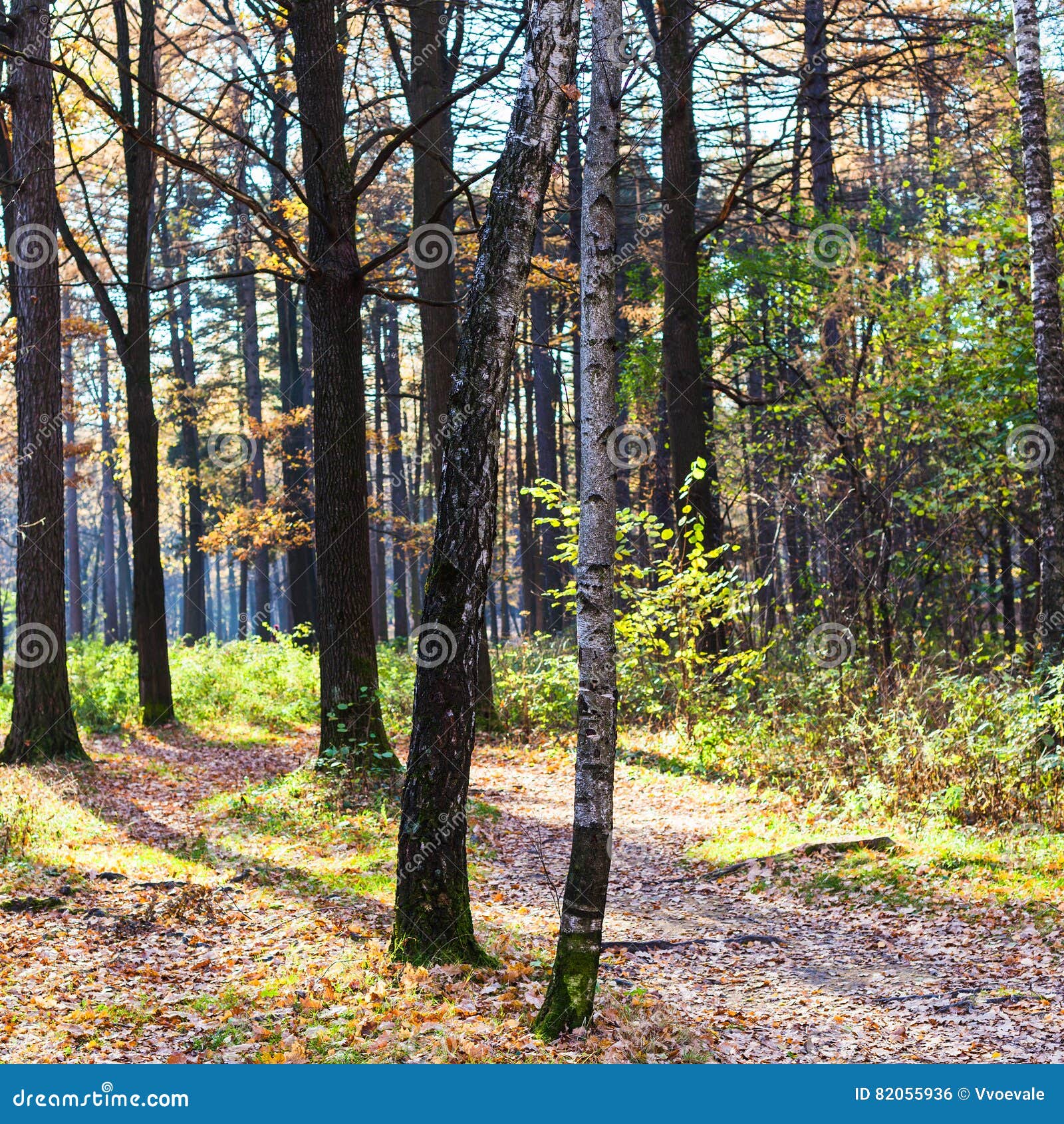 Tree Trunks and Leaf Litter in Urban Park Stock Photo - Image of fallen ...