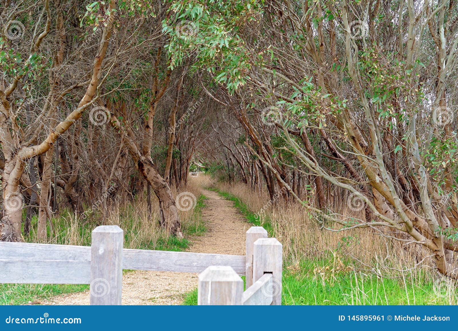 Tree Trunks Leaning Over a Forest Path Stock Image - Image of forest ...