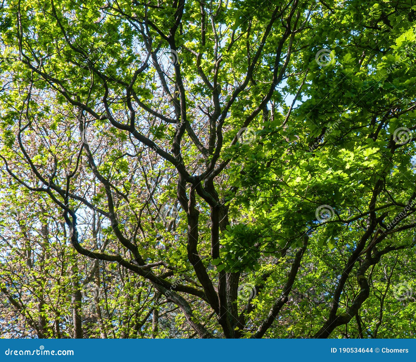 Tree, trunks and leaves stock photo. Image of leaves - 190534644