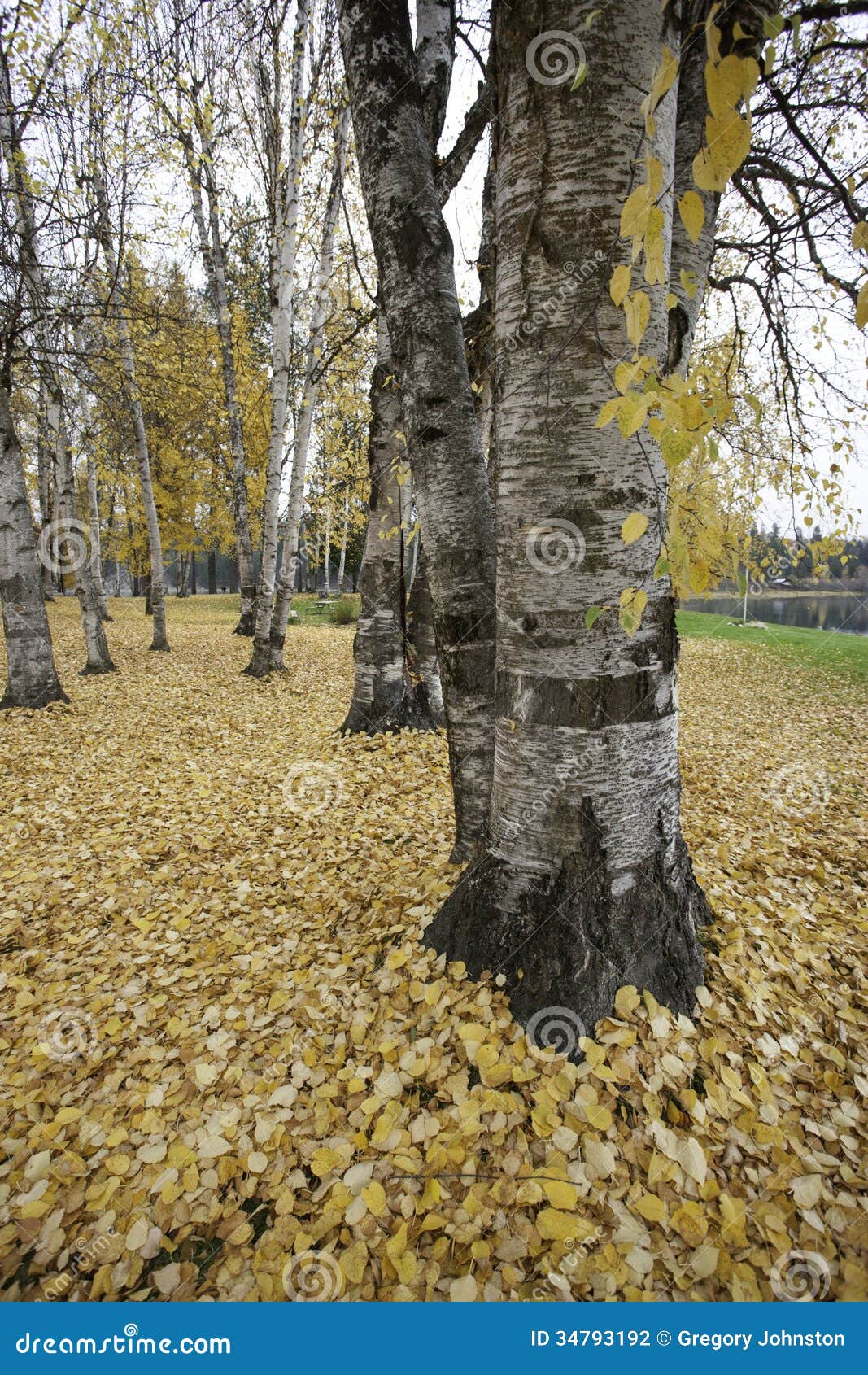Tree trunks and leaves. stock photo. Image of outdoors - 34793192