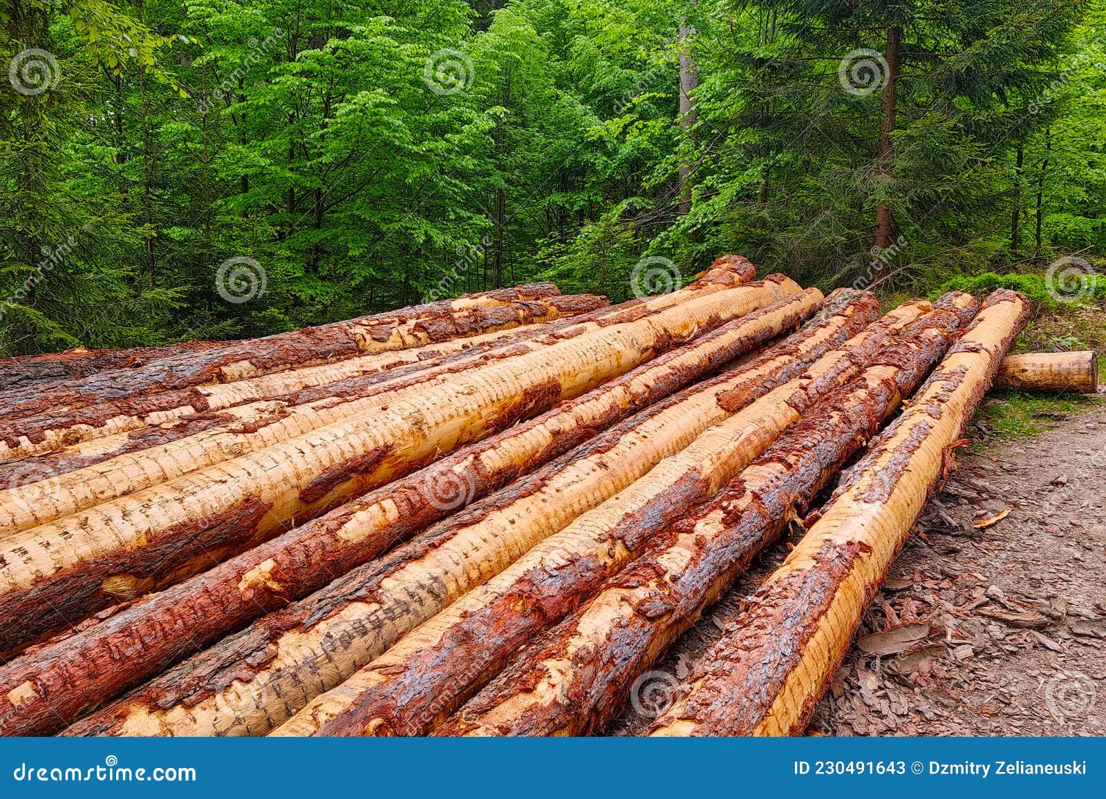 Tree Trunks Lie in a Heap. Deforestation. Timber Mining Stock Image ...